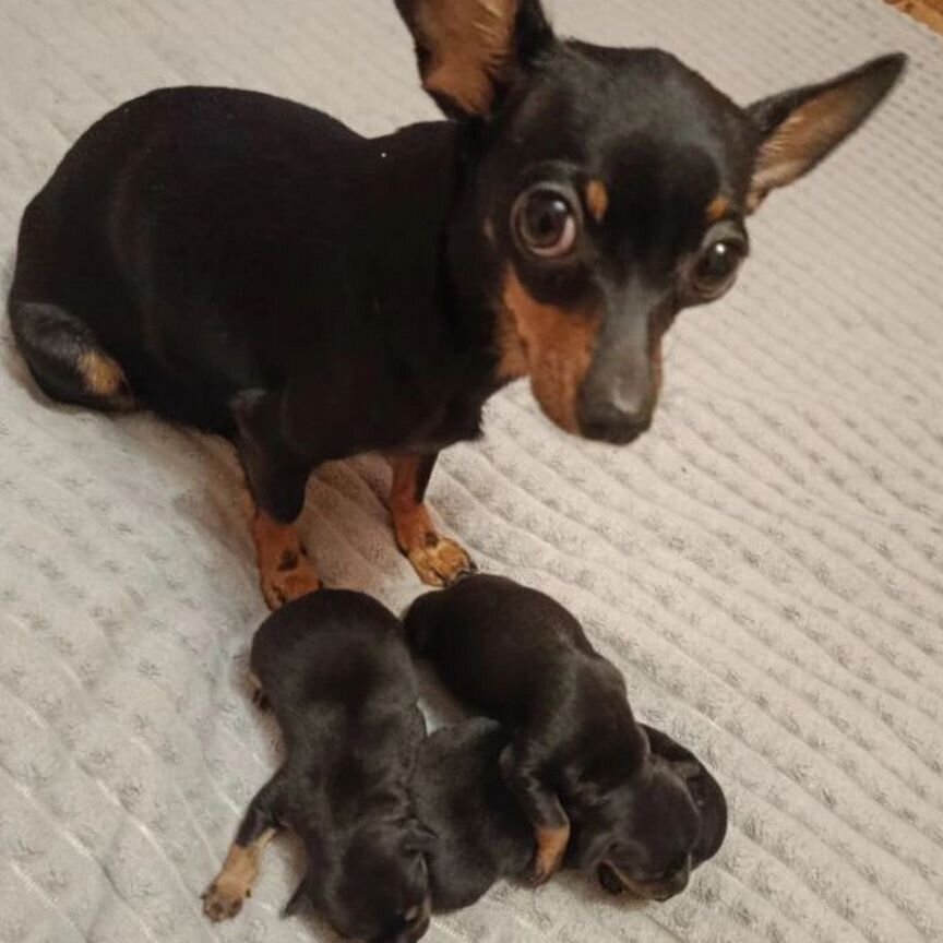 Русский той-терьер, щенок