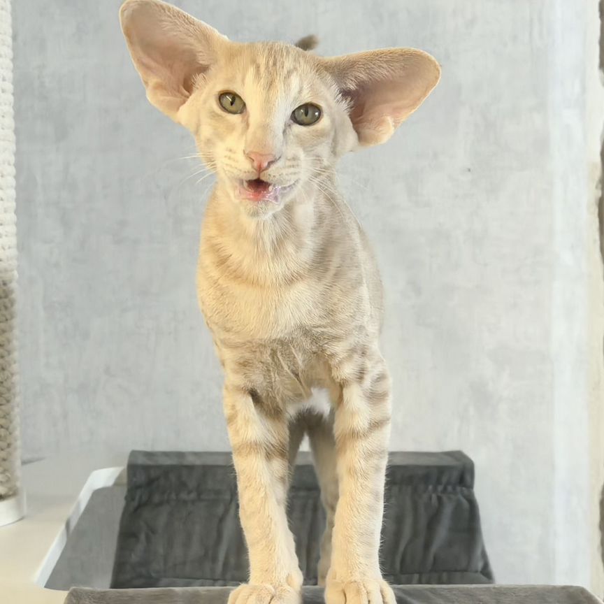 Ориентальный котёнок