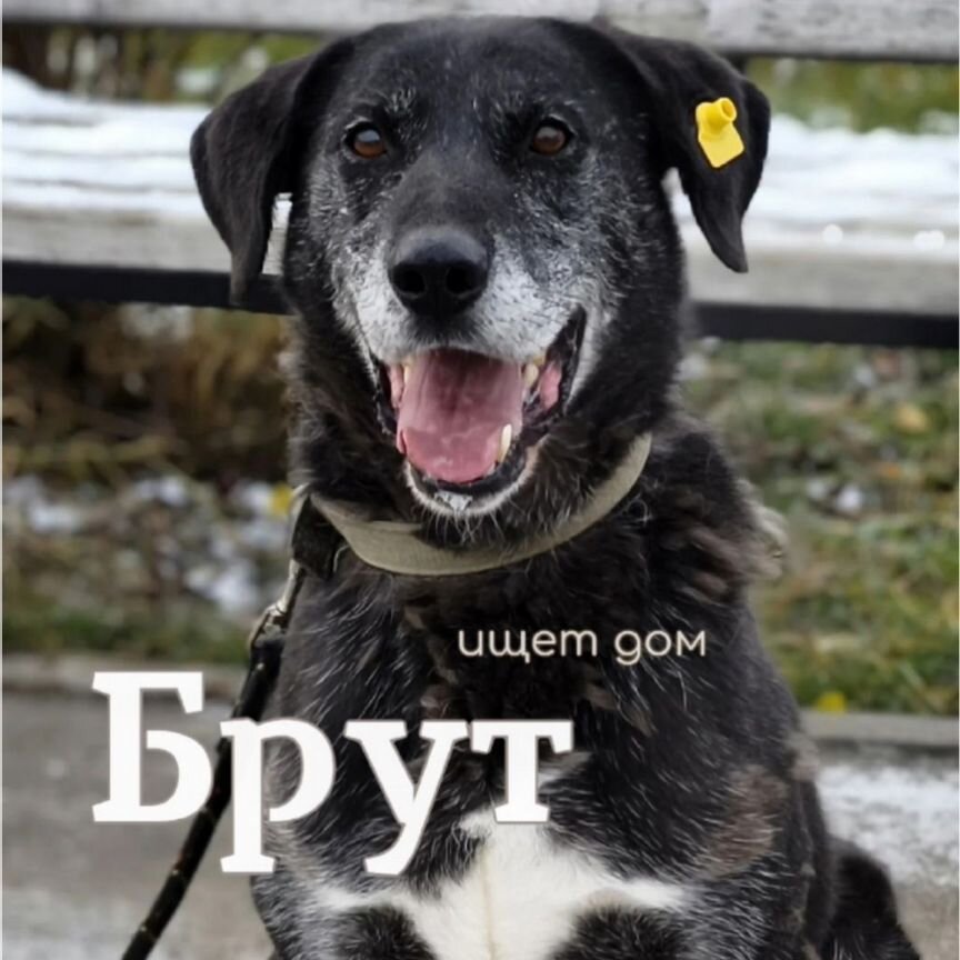 Взрослый пёс в добрые руки