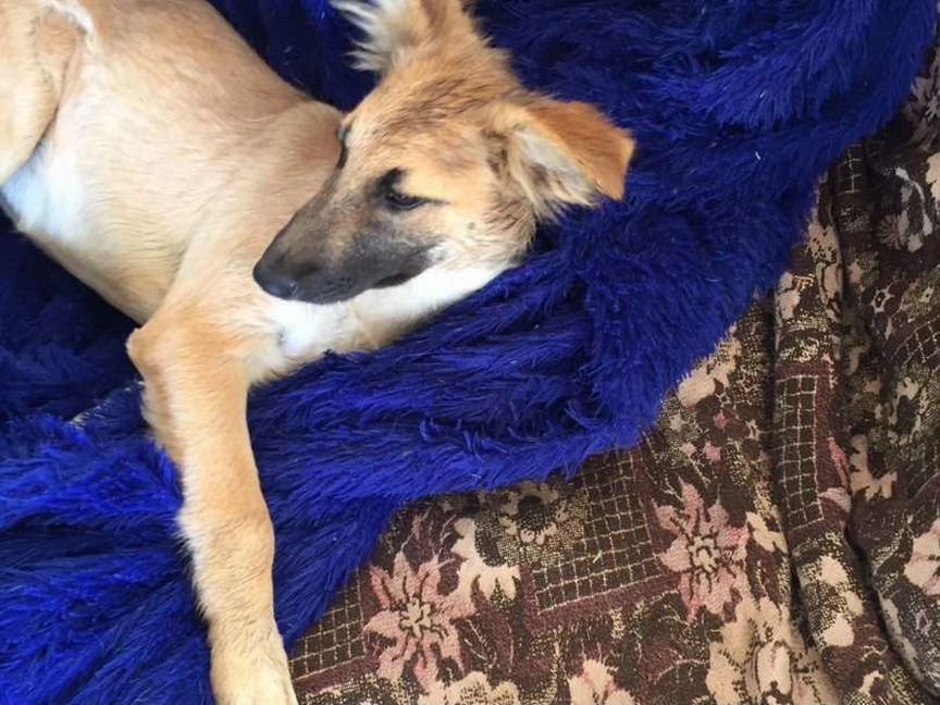 Девочка Снежа 4,5 мес