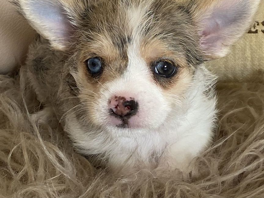 Голубоглазая девочка чорки