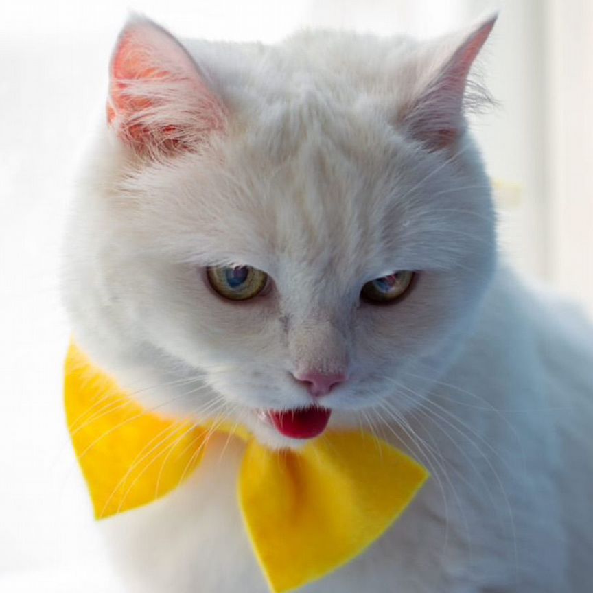 Британский короткошёрстный кот, взрослый