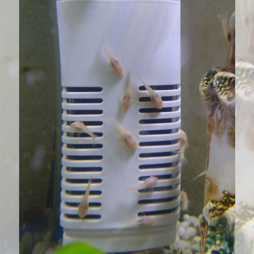 Анциструс золотой