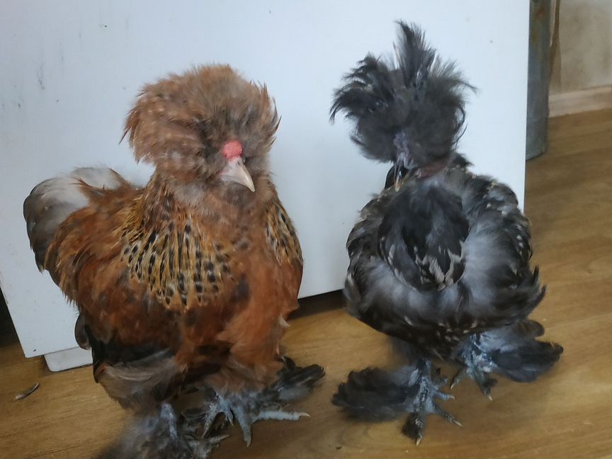 Петушки сизли