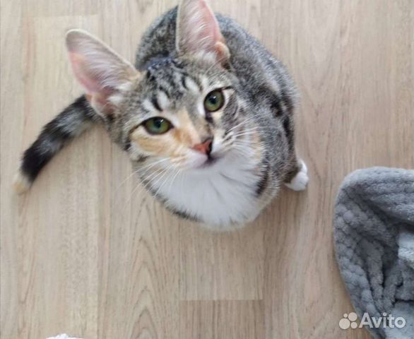Спасите котёнка, кошечку
