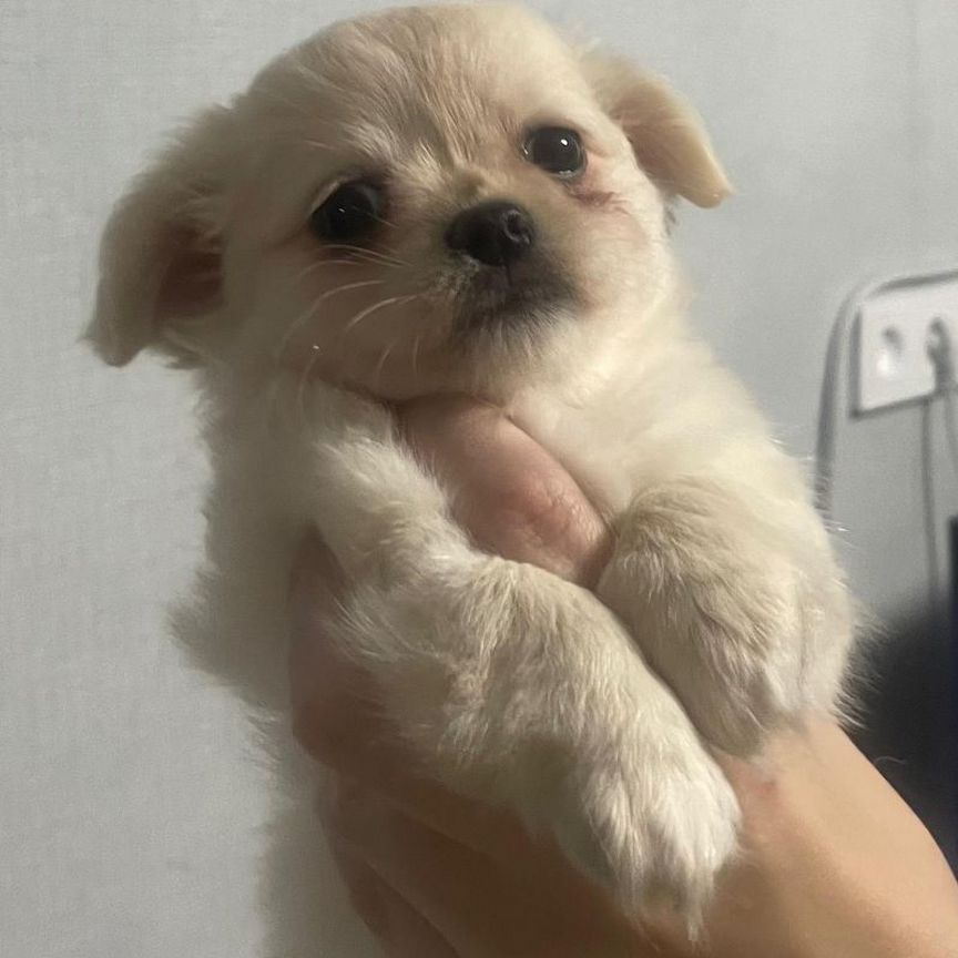 Чихуахуа, щенок