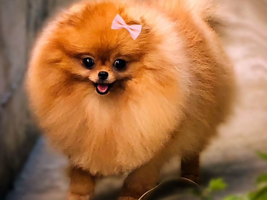 Померанский шпиц. Мини девочка. Доставка