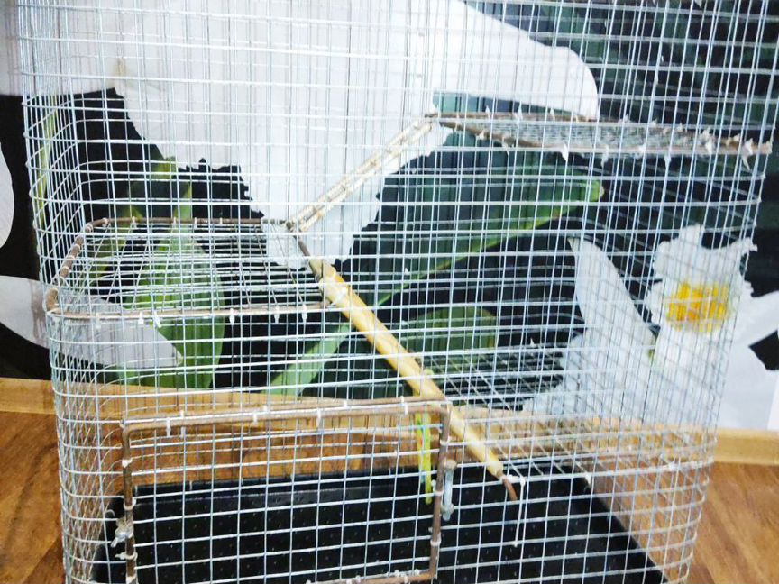 Клетка - домик