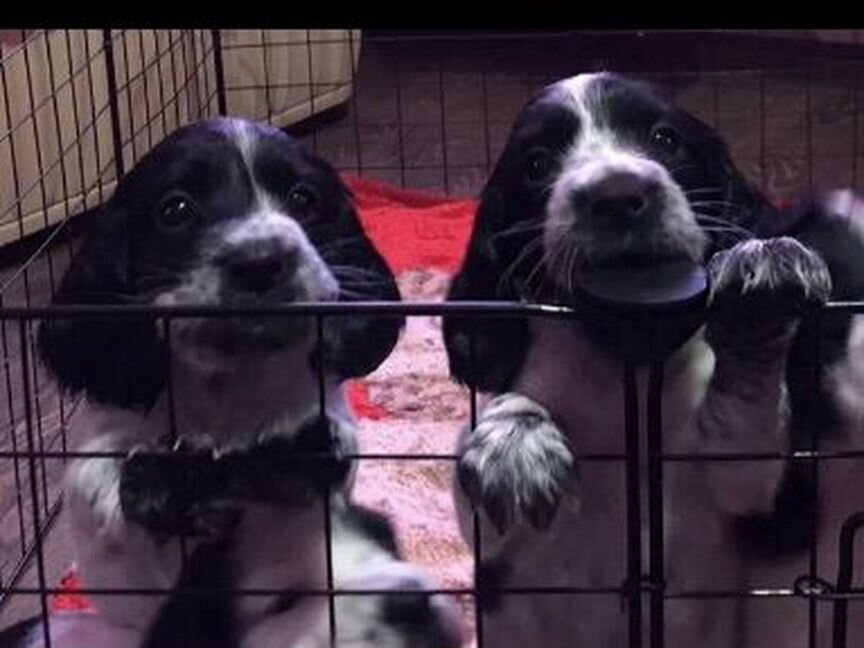 Щенки русского спаниеля