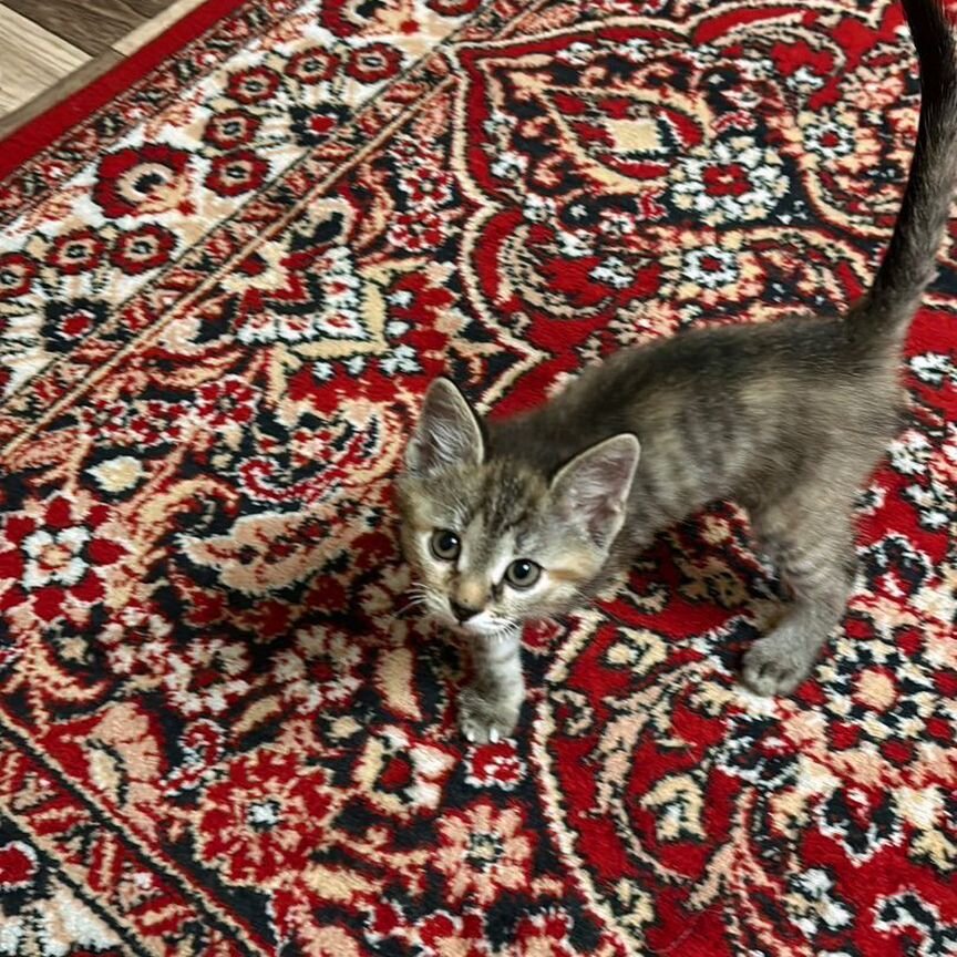 Котенок