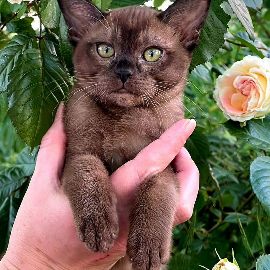 Бурманская кошечка