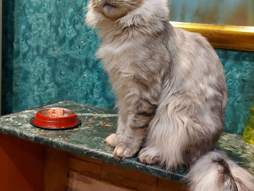 Кот мейн-кун вязка