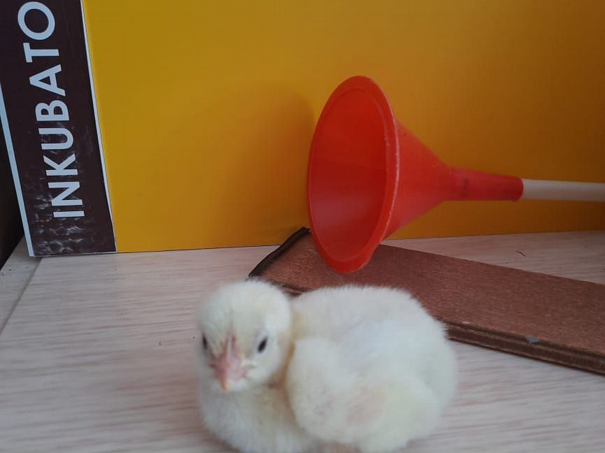 Цыплята бройлеры кобб 700