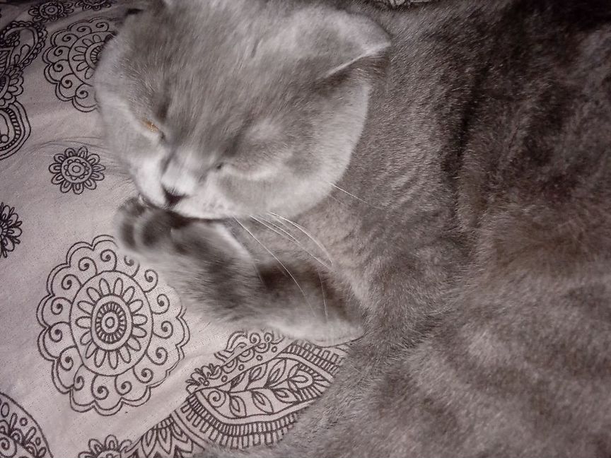 Британская вислоухая кошка