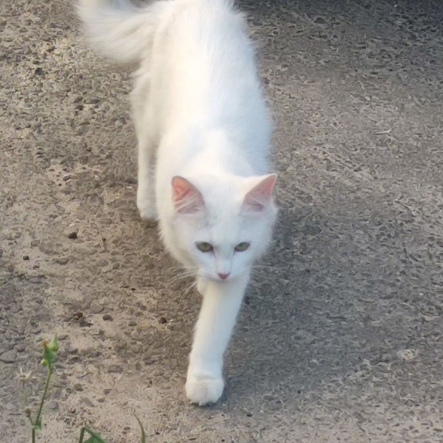 Молодая кошечка ище новых хозяев
