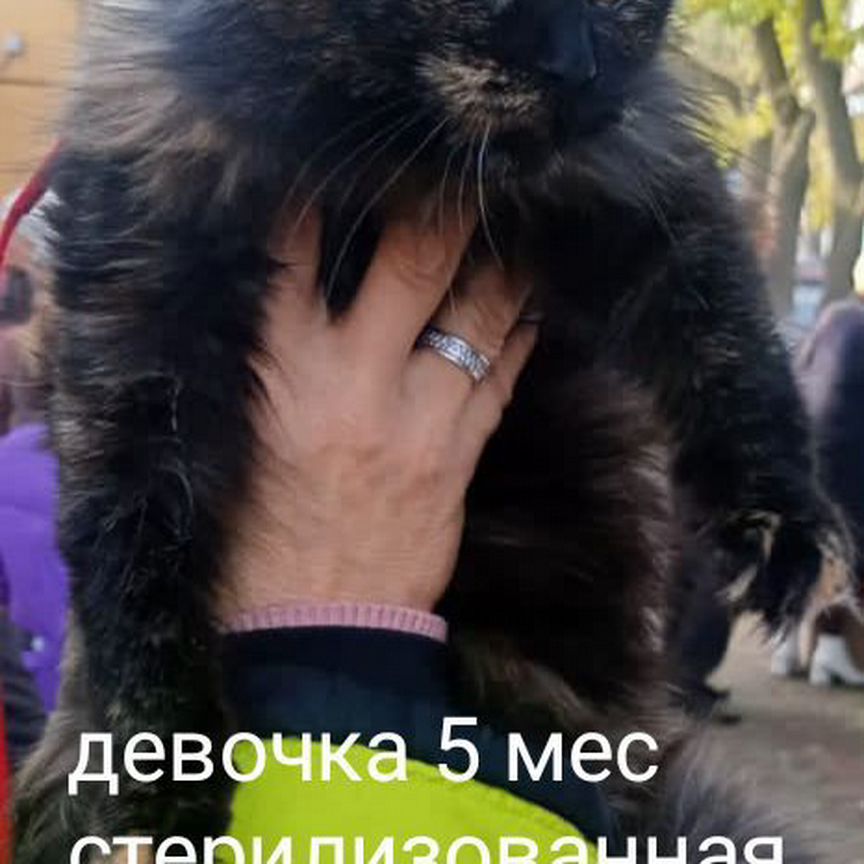 Пушистая красотка