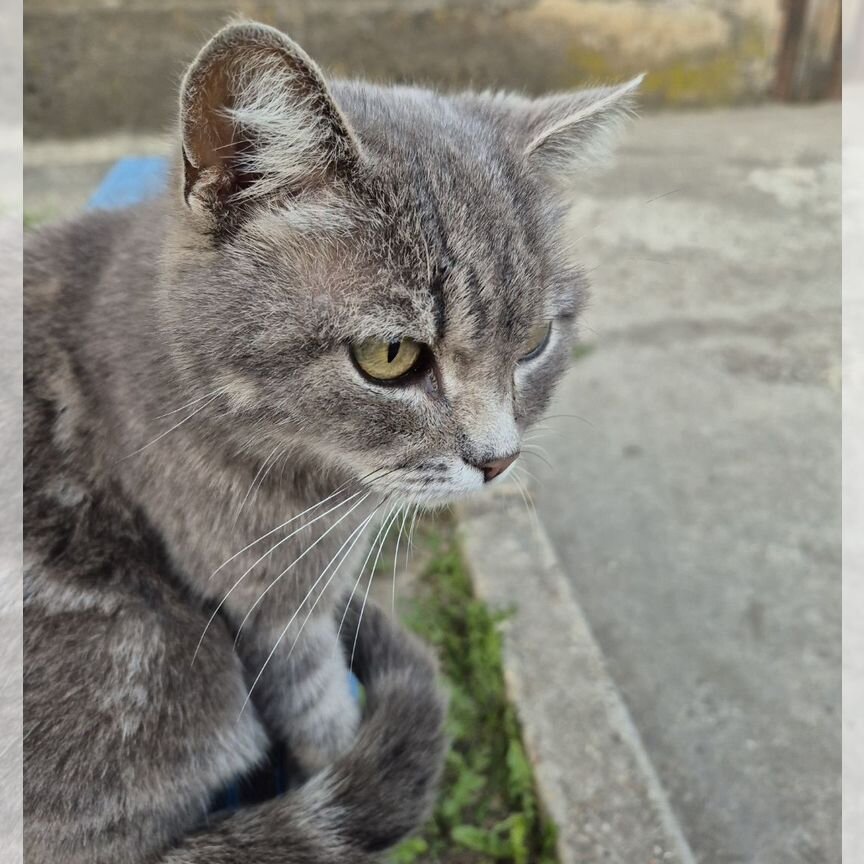 Взрослая, кошка в добрые руки