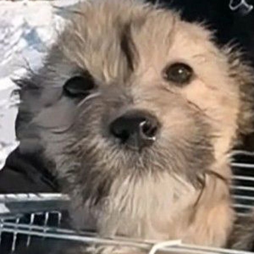 Щенок в добрые руки