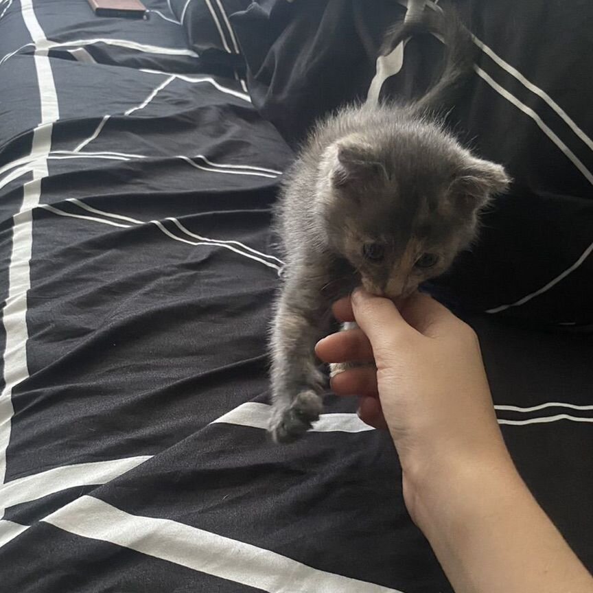 Отдам в добрые руки