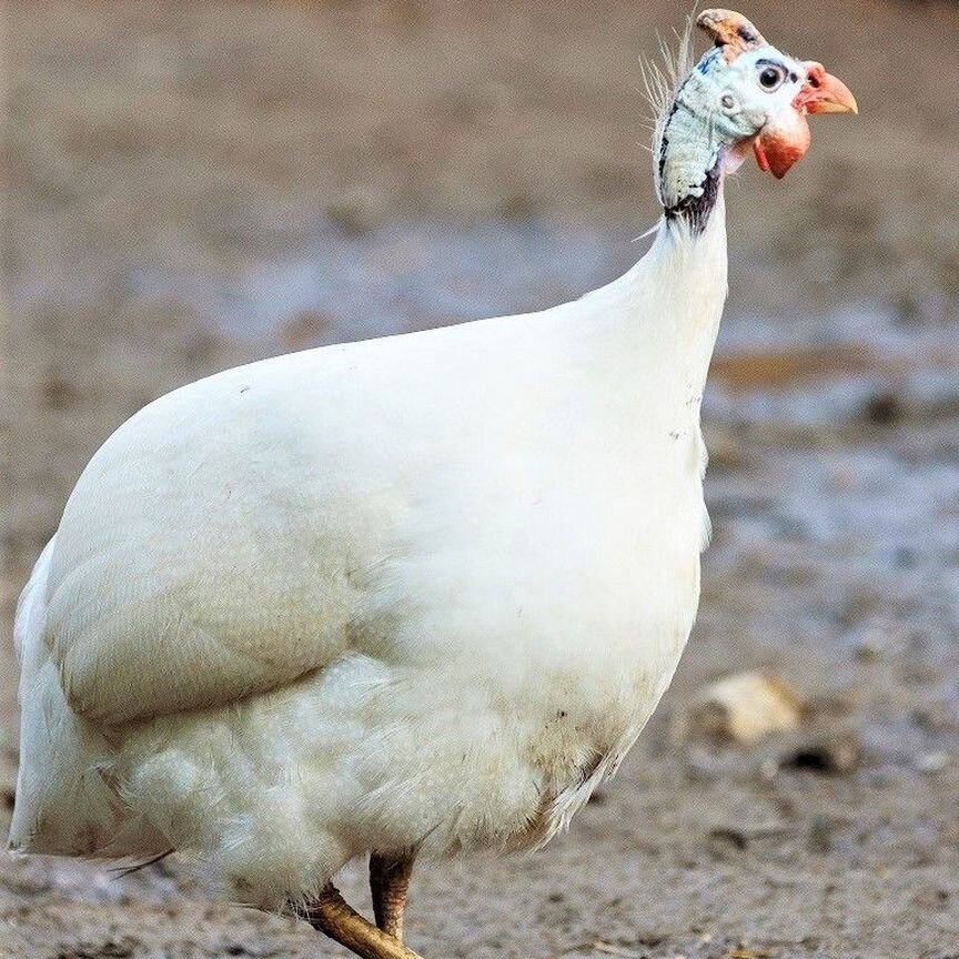 Цесарки