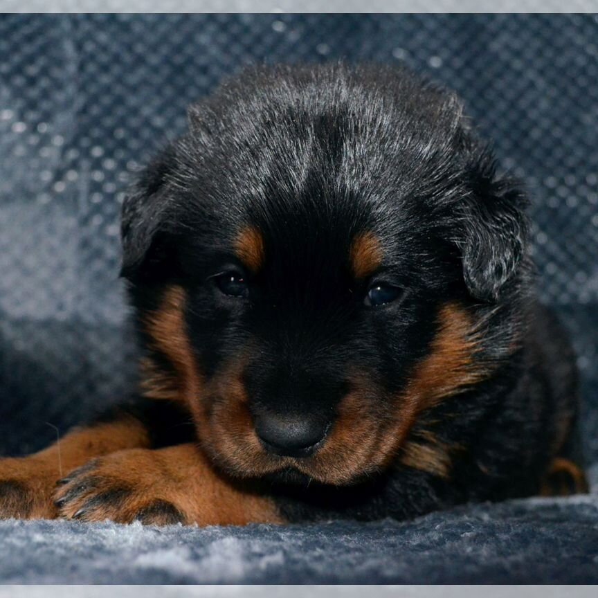 Босерон, щенок