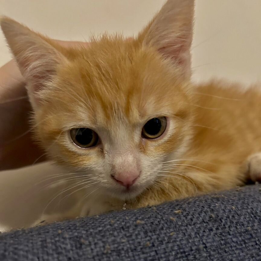 Рыжий котенок в добрые руки