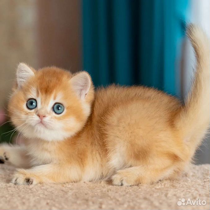 Кукольная британочка