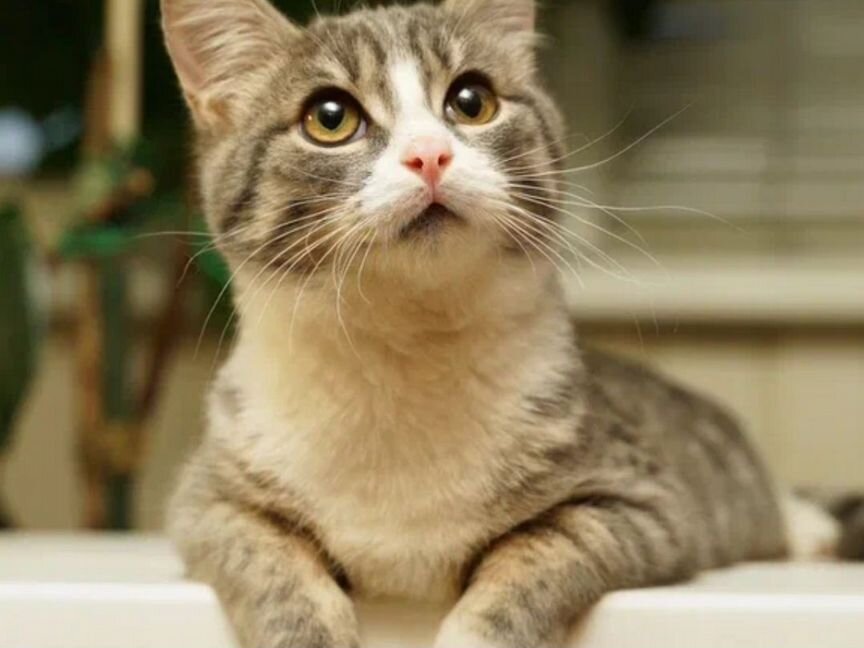 Котик, котенок, кот