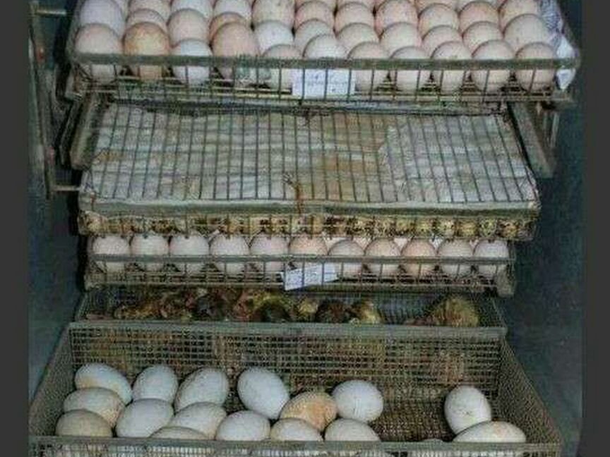 Инкубатор илб 0.5