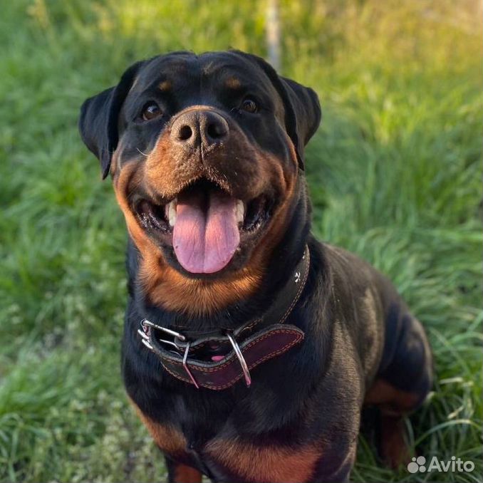 Щенки ротвейлера (бронь)