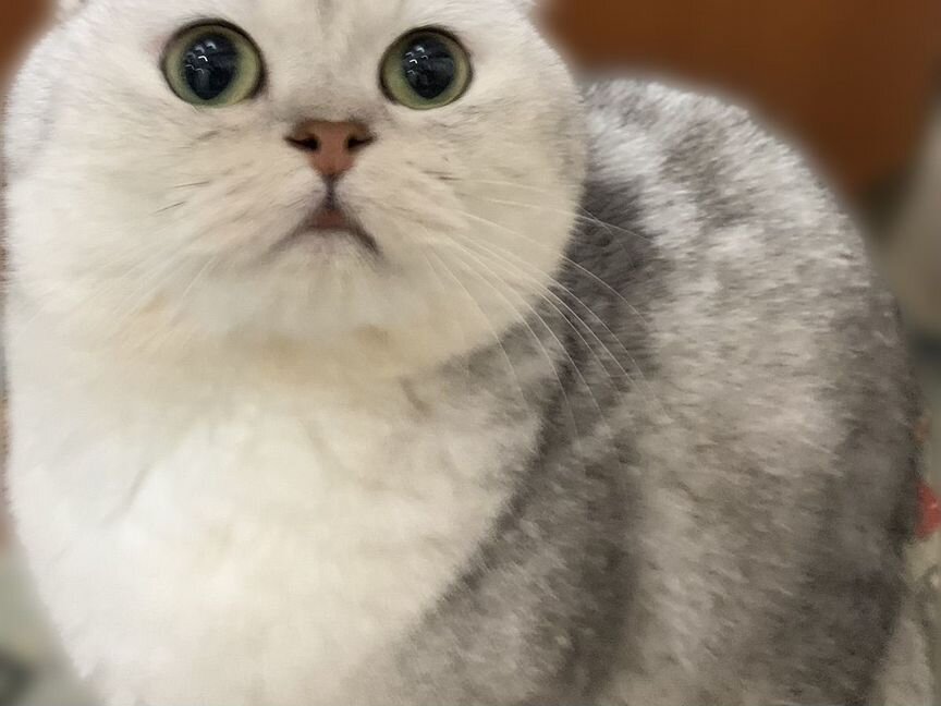 Шотландская шиншилла серебро