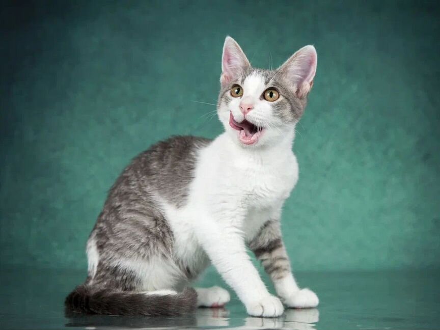 Котёнок, нежная малышка Манечка ищет семью