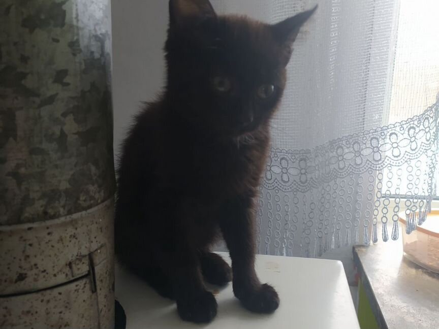 Черный котенок