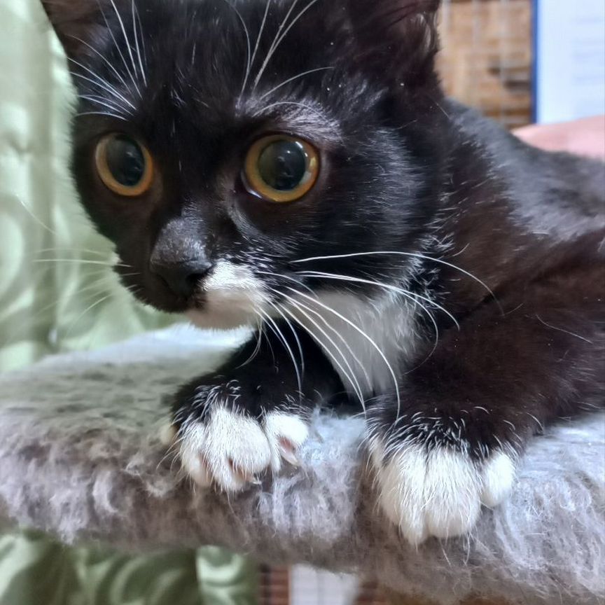 Котята в добрые руки бесплатно