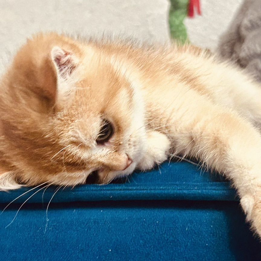 Котята золотая шиншилла