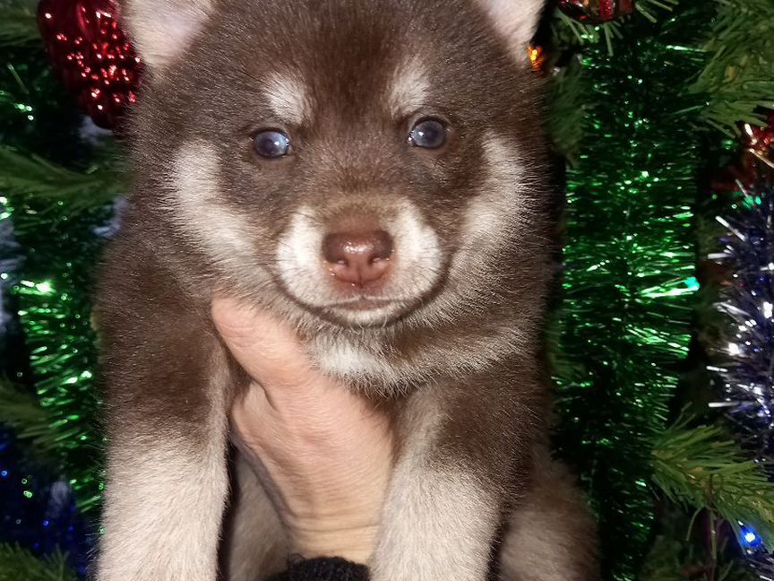 Помски шоколадно подпалая