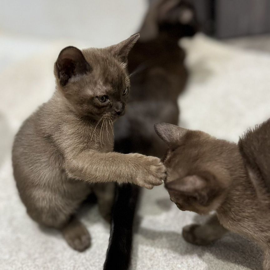 Европейский бурманский котёнок