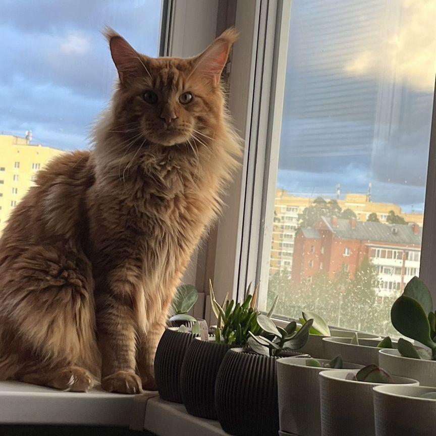 Продам мейкуна