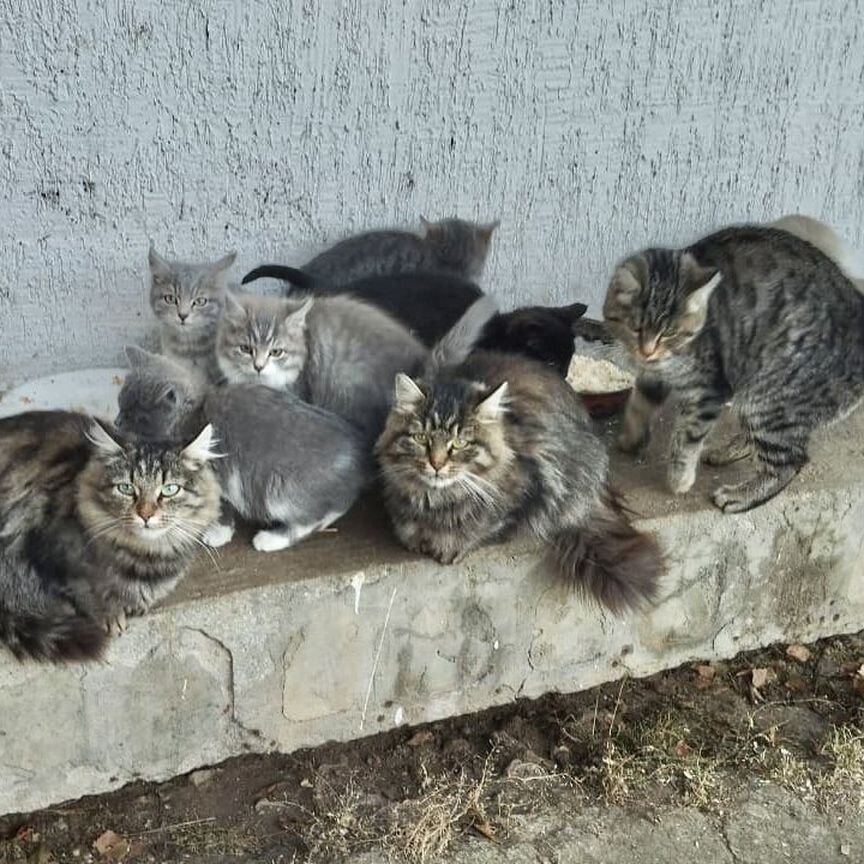 Коты кошки брошены в саду хозяевами