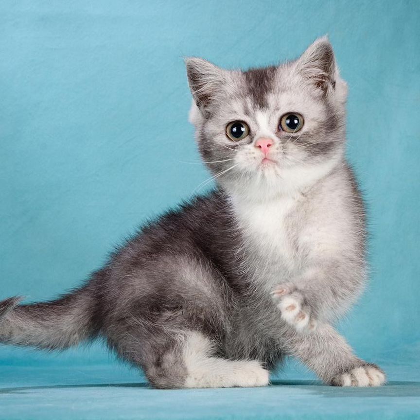 Британские котята, котик