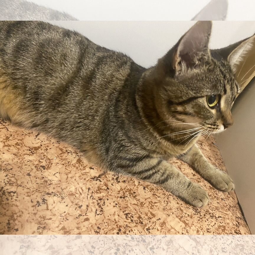 Кошка