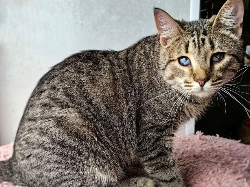 Кот Джек достоин внимания