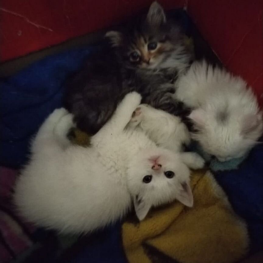 Котята Бесплатно