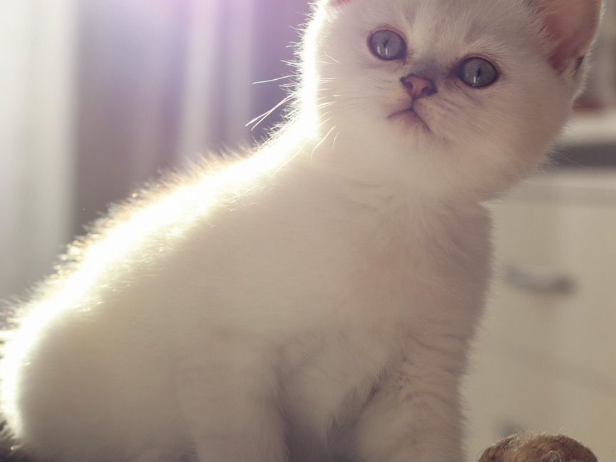 Шотландские котята