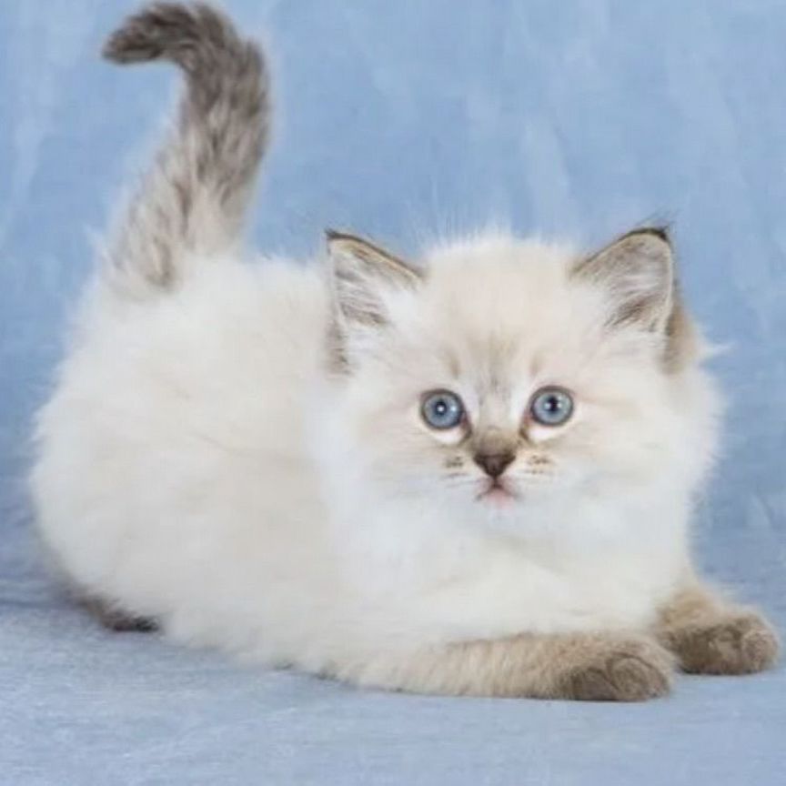 Рэгдолл котёнок