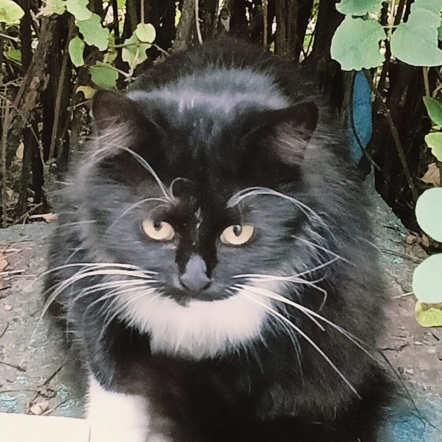 Взрослая, кошка в добрые руки