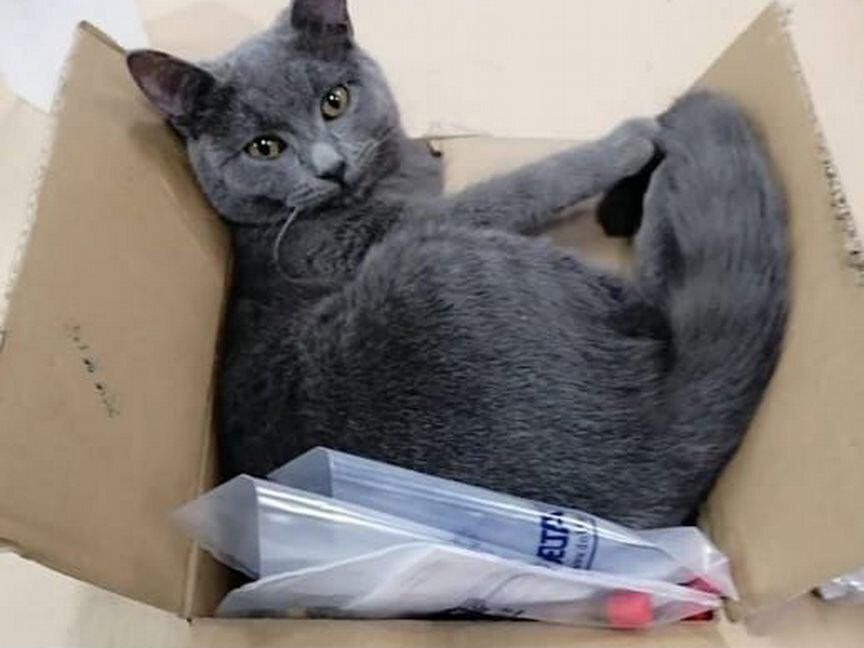 Котиков хотят вывезти в лес