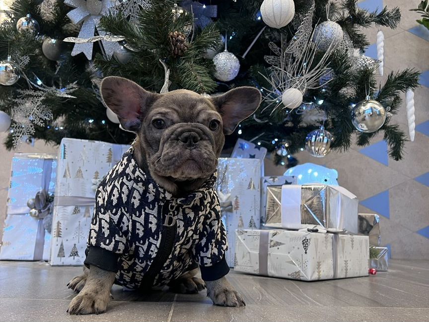 Французский бульдог щенки