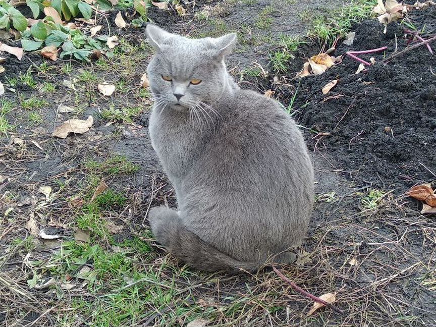 Кошка