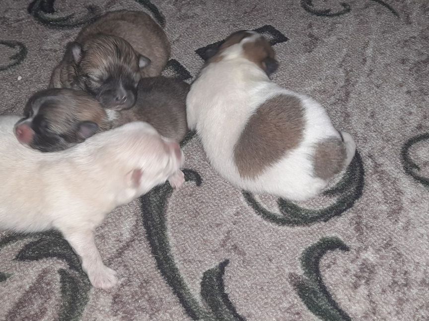 Щенки (есть описание)